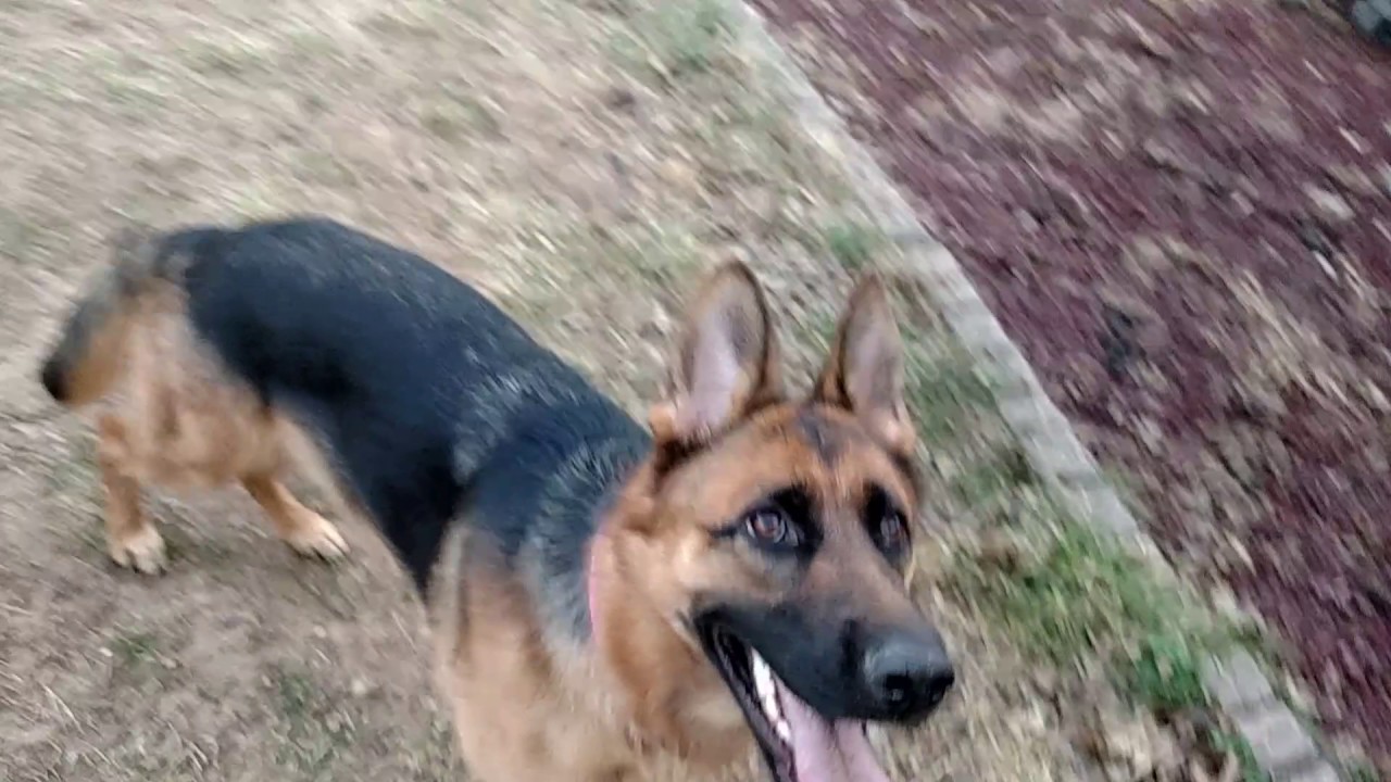 My 10.5 month old female German Shepherd playing fetch. - YouTube