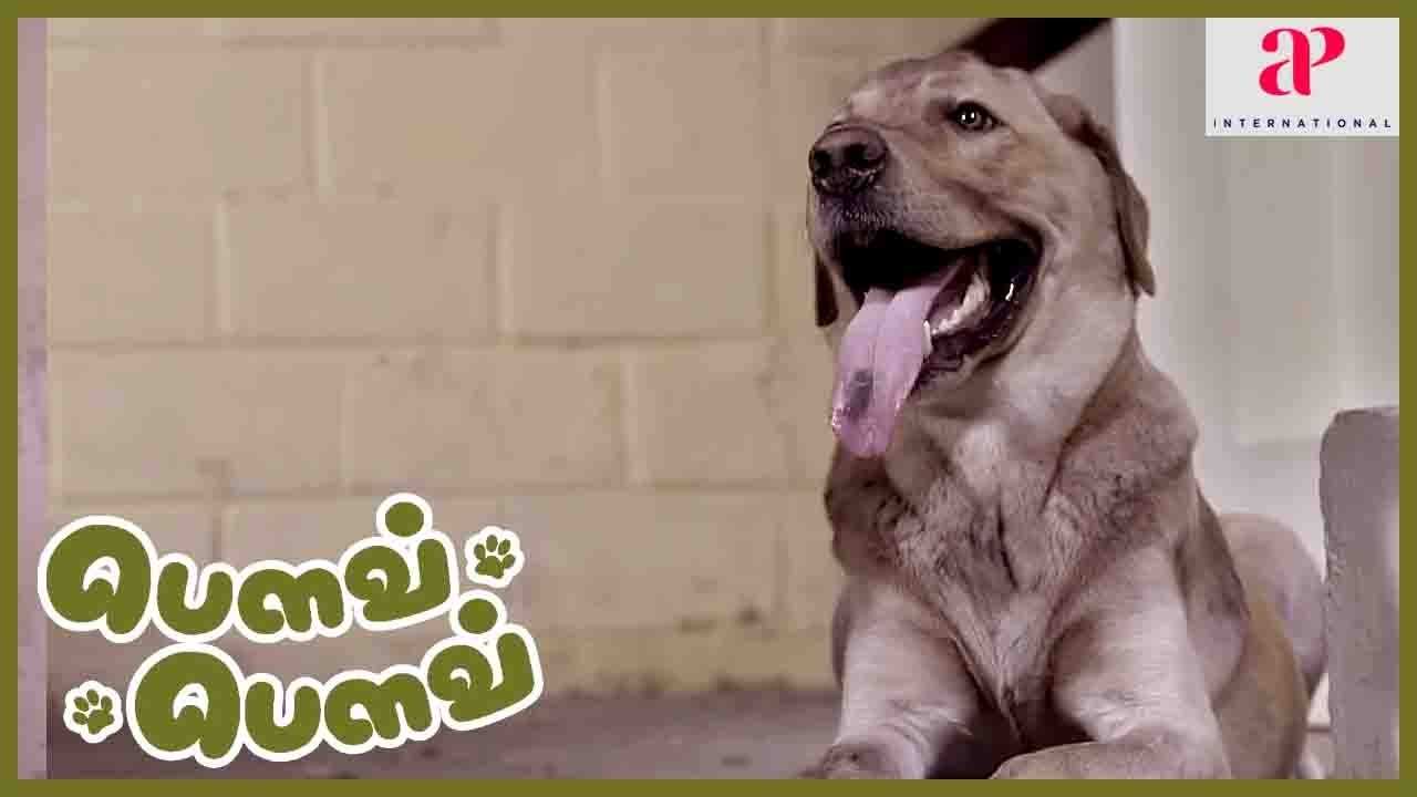 Bow Bow 2019 Tamil Movie Scene Canine Tries To Find Master Ahaan bow-bow-2019-tamil-movie-scene-canine-tries-to-find-master-ahaan