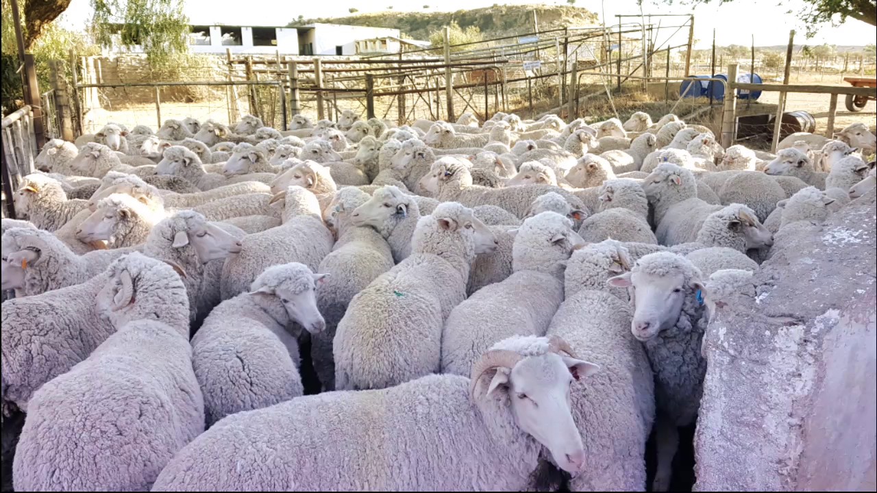 Merino Sheep shearing Andrew Jordaan & Sons - YouTube