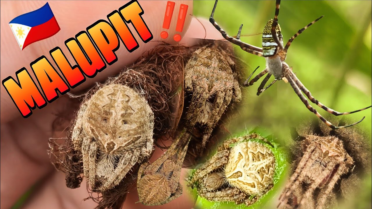 SA BULBUL NG MAIS NAG TAGO 😱‼️ - YouTube