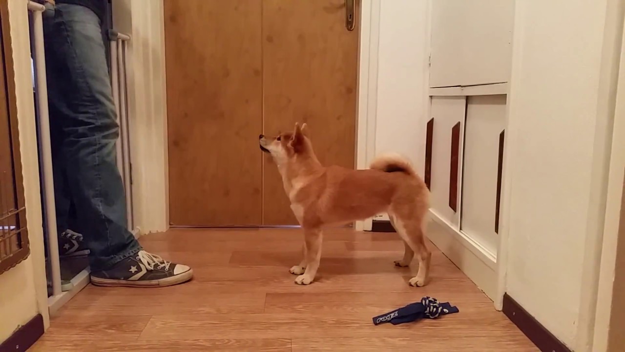 Nari learning first tricks - YouTube