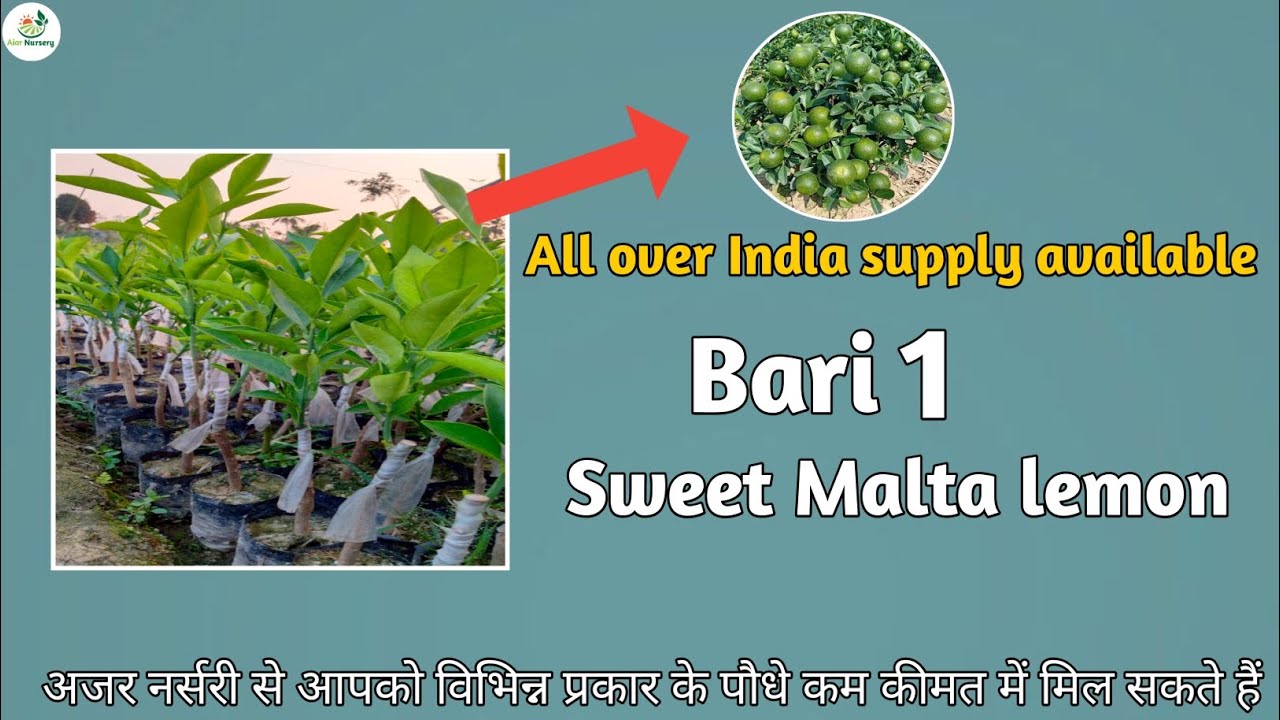 Bari-1 Sweet Malta Farming Full Information || All over India supply ...