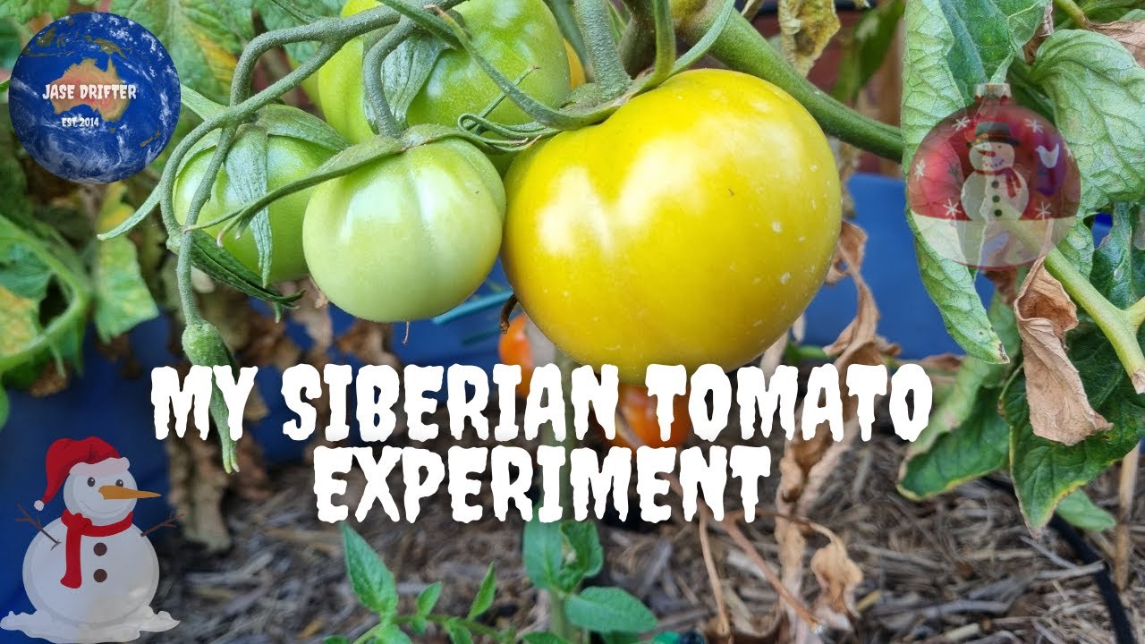 My Siberian Tomato Experiment - YouTube