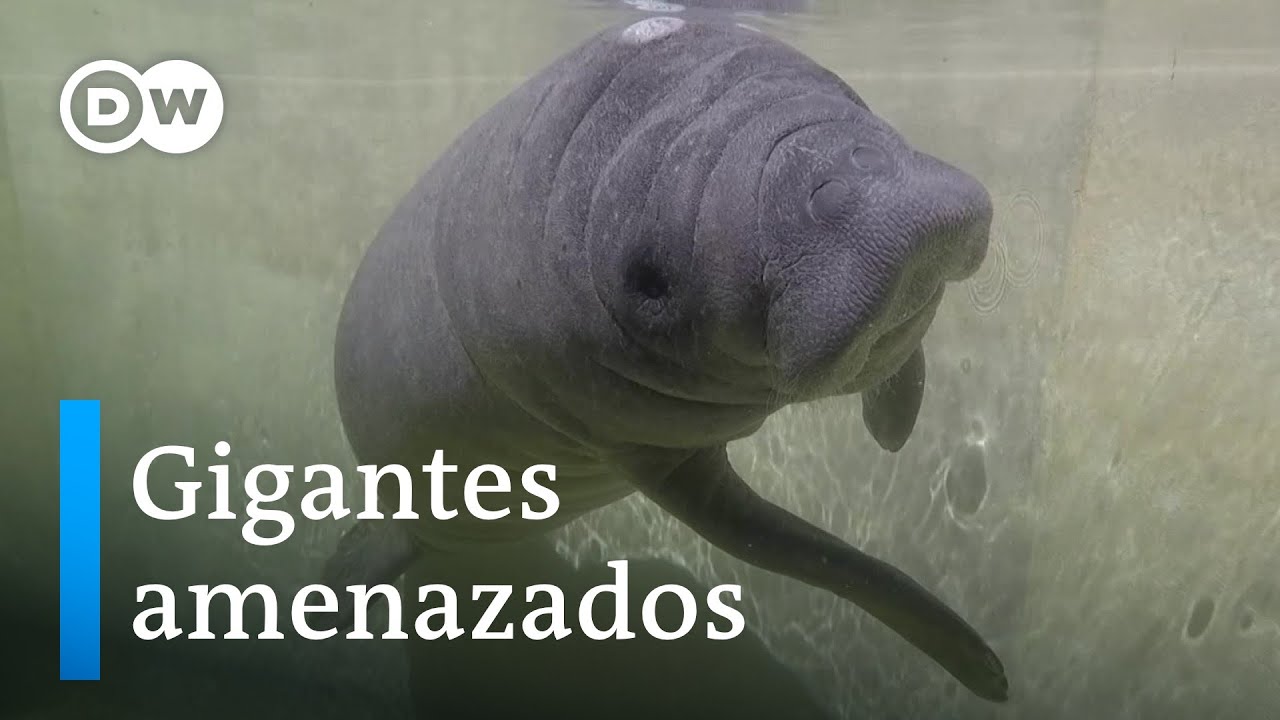 El santuario del manatí - YouTube