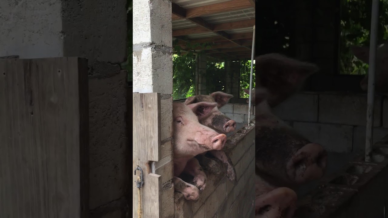 Barbados Pigs - YouTube