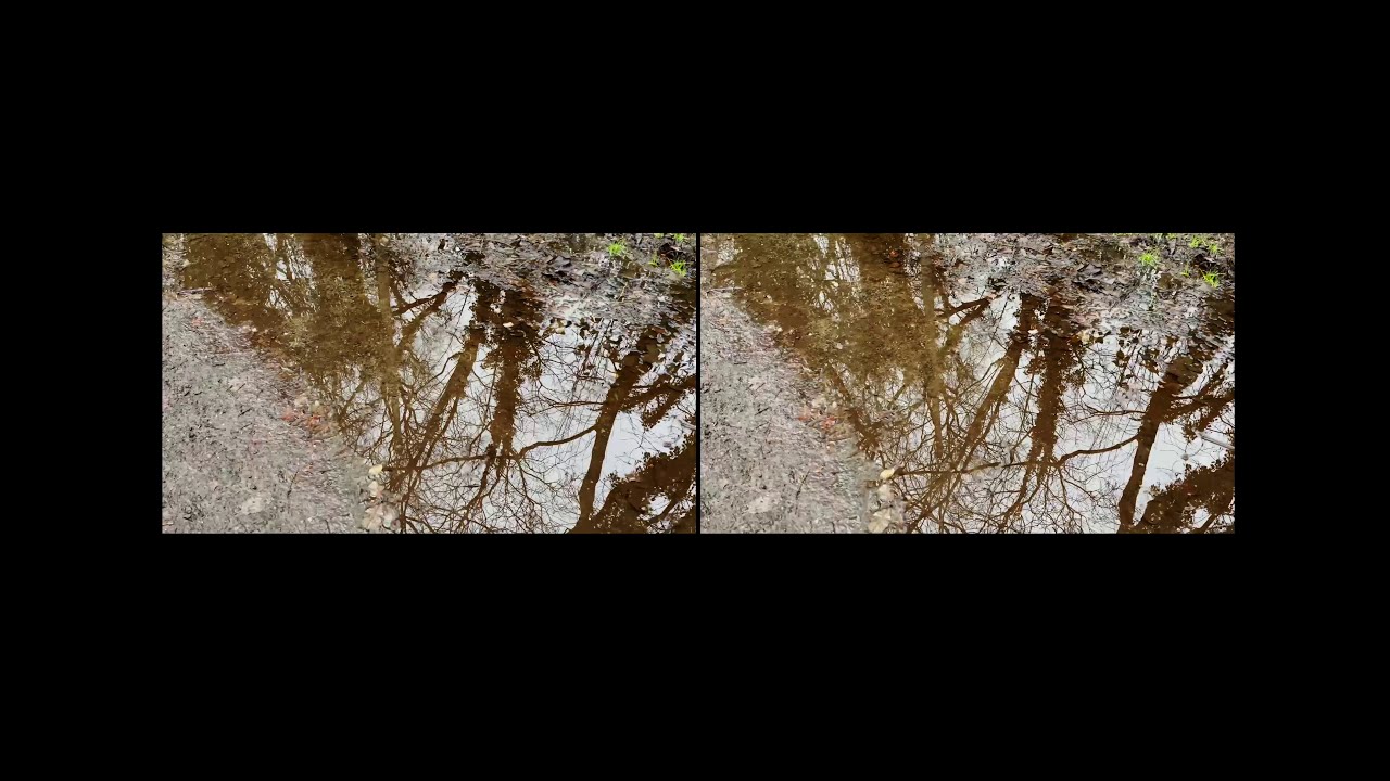 Day 7 - 3D Stereoscopic Film - Trees reflected in a puddle, depth you ...