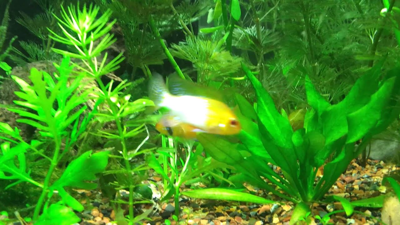 Gold ram vs long fin ram - YouTube