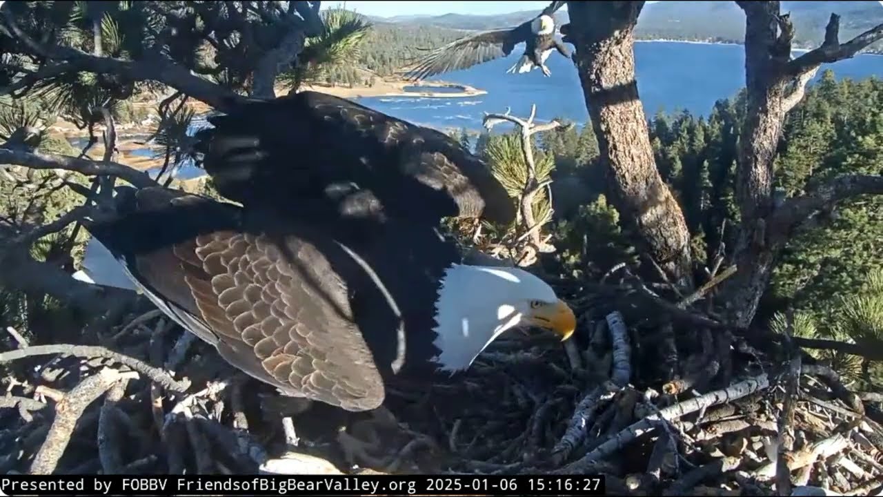 The tandem of Jackie and Shadow FOBBV CAM Big Bear Bald Eagle Live Nest ...