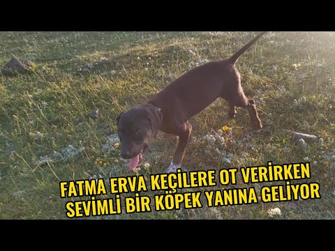 Fatma Erva keçilere ot verirken sevimli yavru bir köpek yanlarına geliyor.