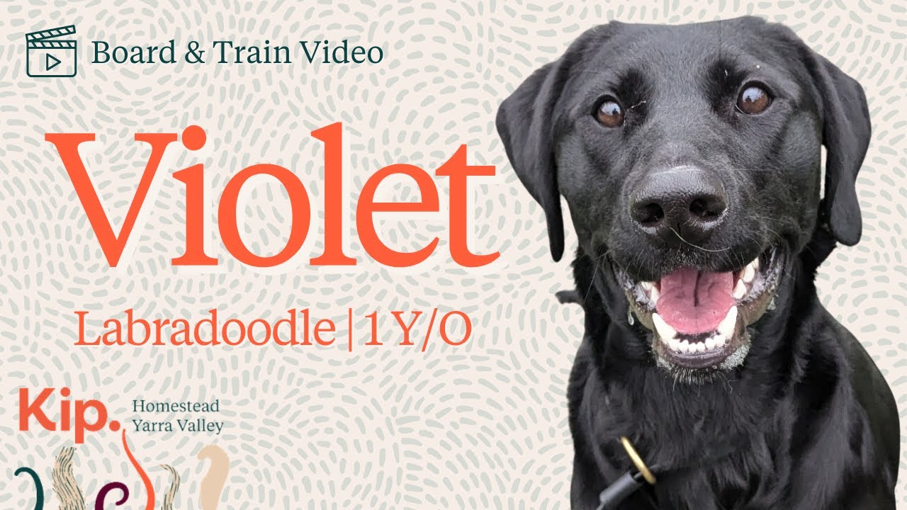 Violet Training Video - YouTube