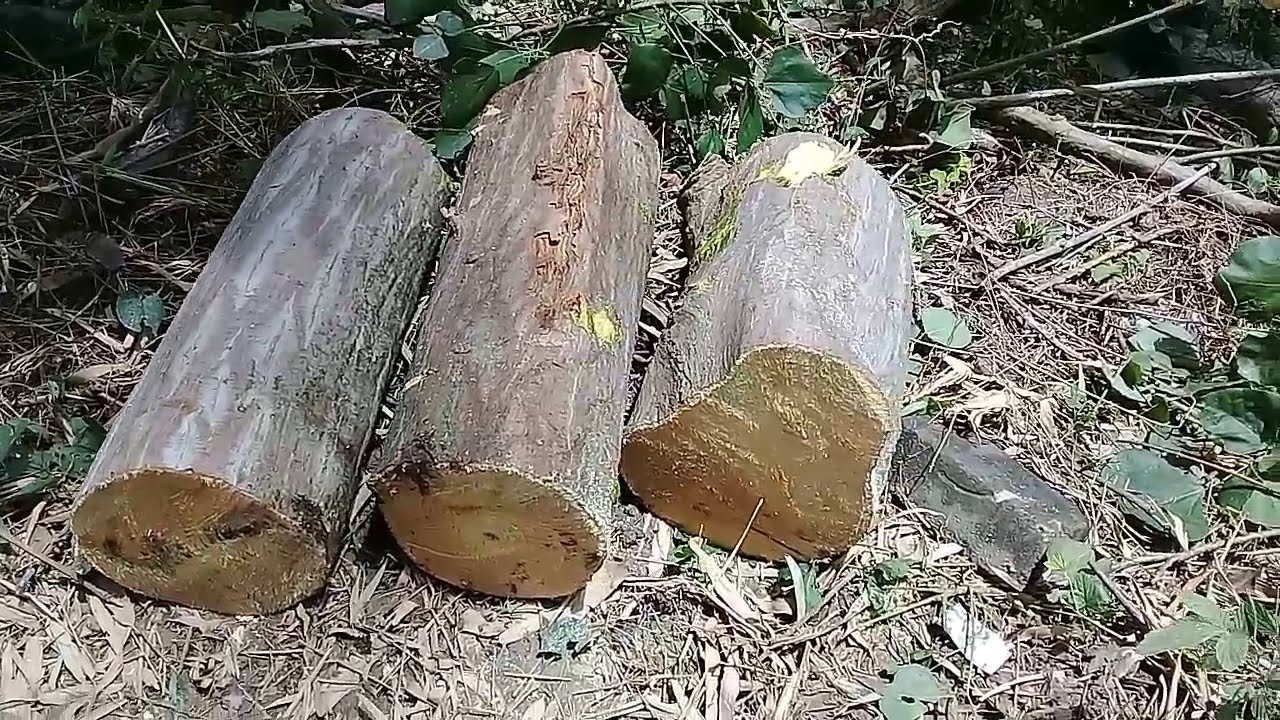 Mengenali kayu Dadap Cangkring bahan Barongan Jaranan paling bagus ...