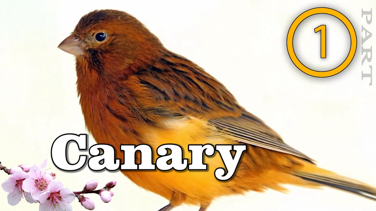 Canary singing - 1 Canary 's most powerful song for training - YouTube