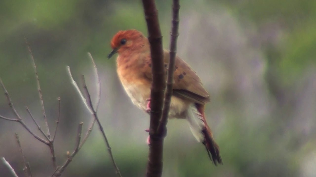 Blue-eyed Ground-dove - Columbina cyanopis (Pelzeln, 1870) - Rolinha-do ...
