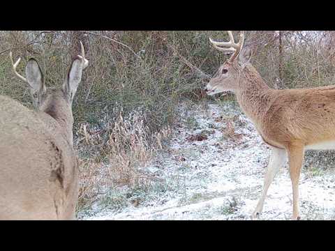 Deer Domain: Nature’s Gentle Giants - YouTube