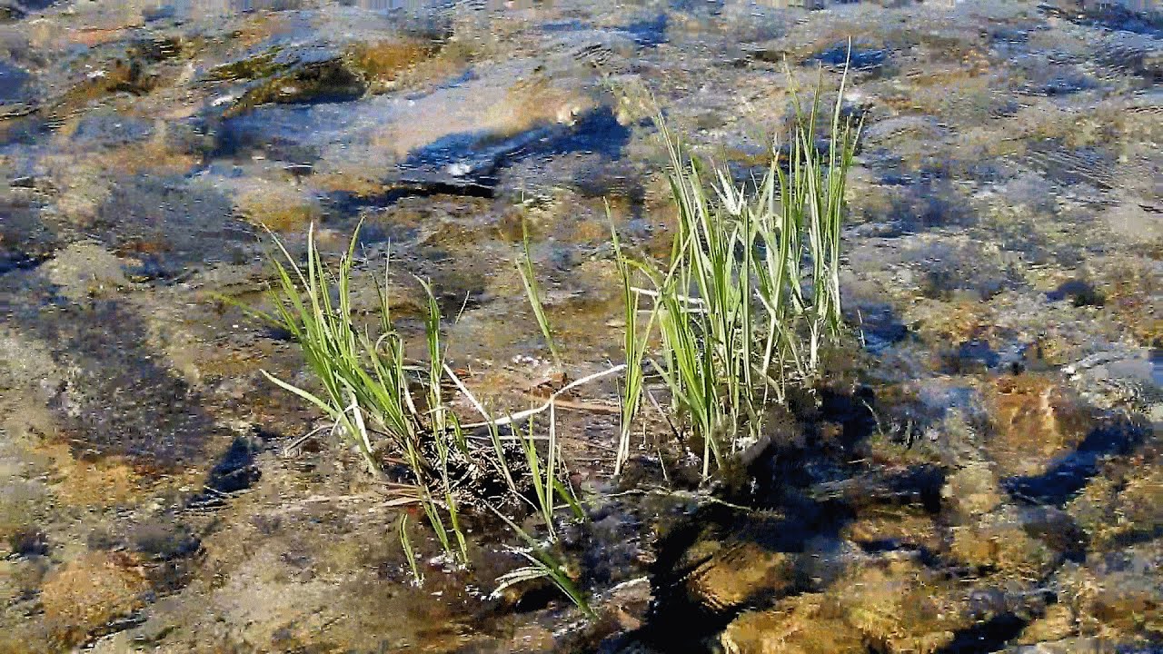 000083 AQUATIC PLANT IN THE WATER STREAM OF A CREEK - YouTube