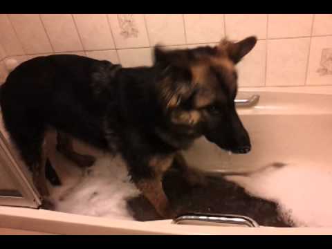 German Shepherd in the Bath - Water Splashed Everywhere! - YouTube