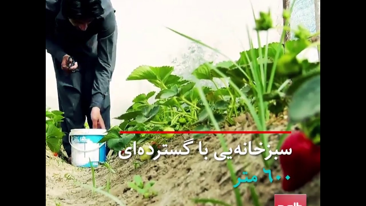 کشت توت زمینی در ولایت کندهار Youtube