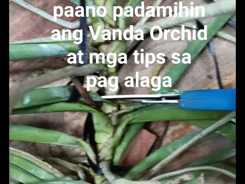 How to propagate a leggy Vanda Orchid - YouTube