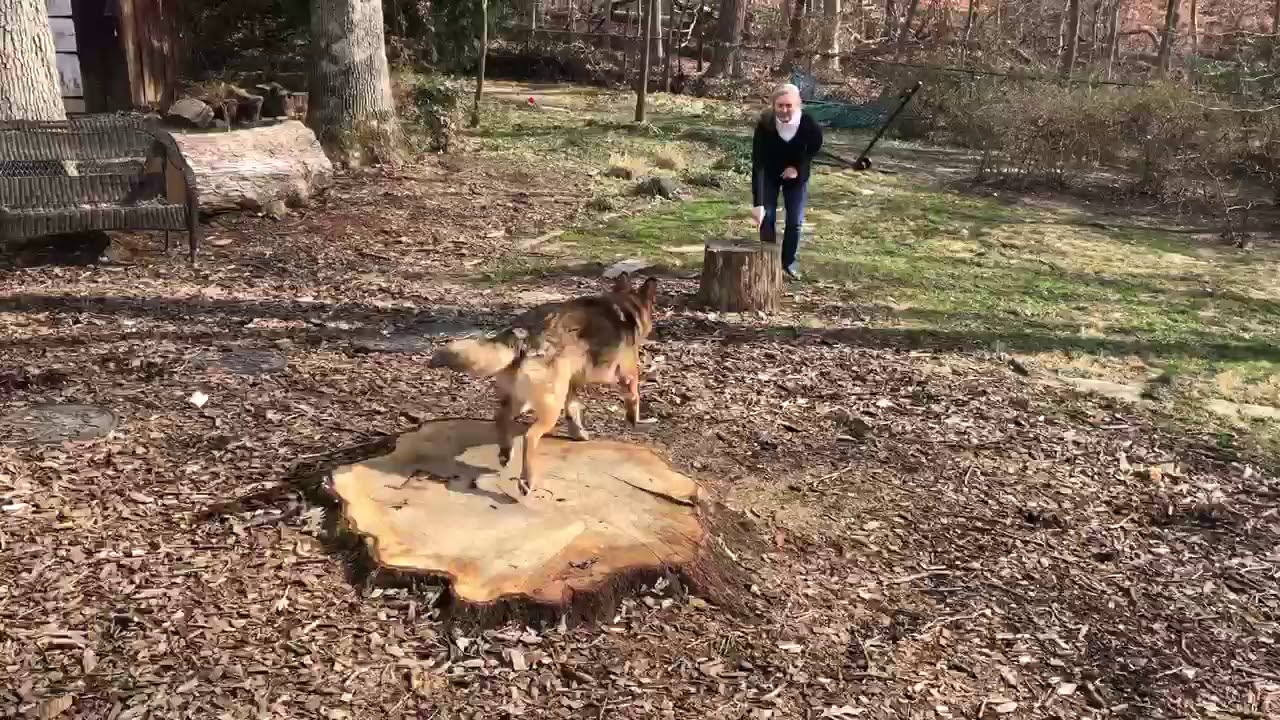 Backyard Obstacle Course for German Shepherd - YouTube