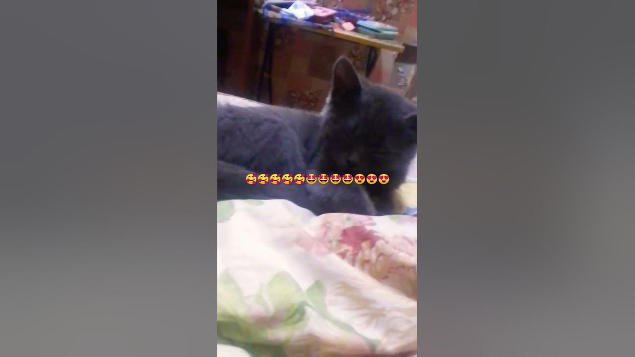 миленький котик 😻 Youtube