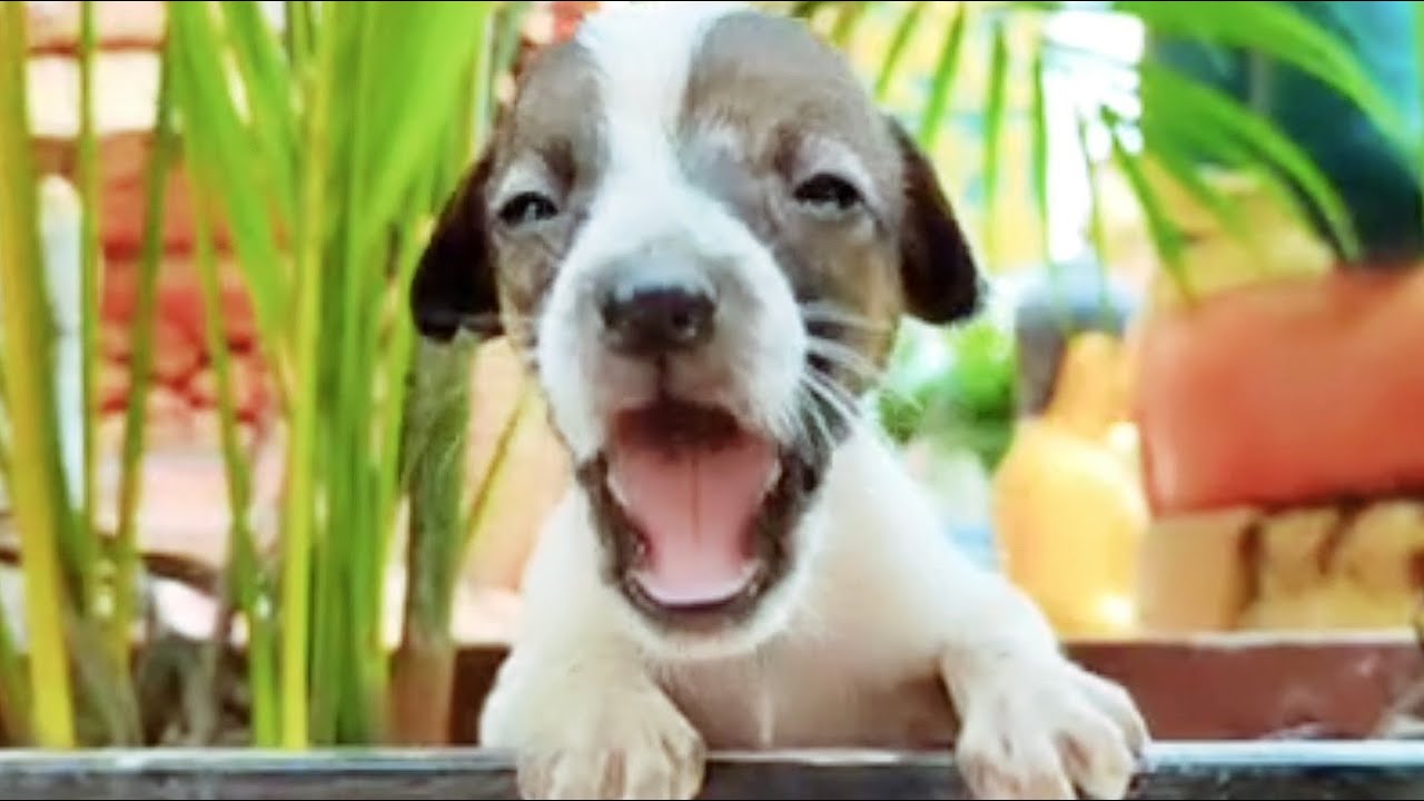 #puppy 🐕🐕Puppies get Crying and Barking😭😭 #puppies #puppyplaytime # ...