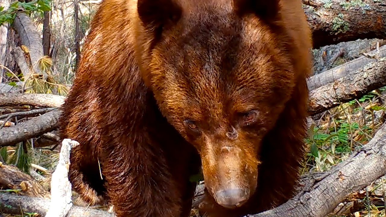 The most helpful bear ever caught on camera - YouTube