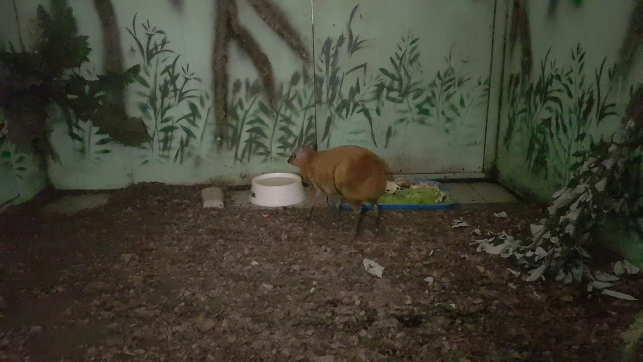 A female of Greater Malayan chevrotain - YouTube