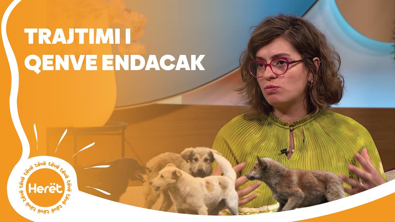 Trajtimi i qenve endacak - YouTube