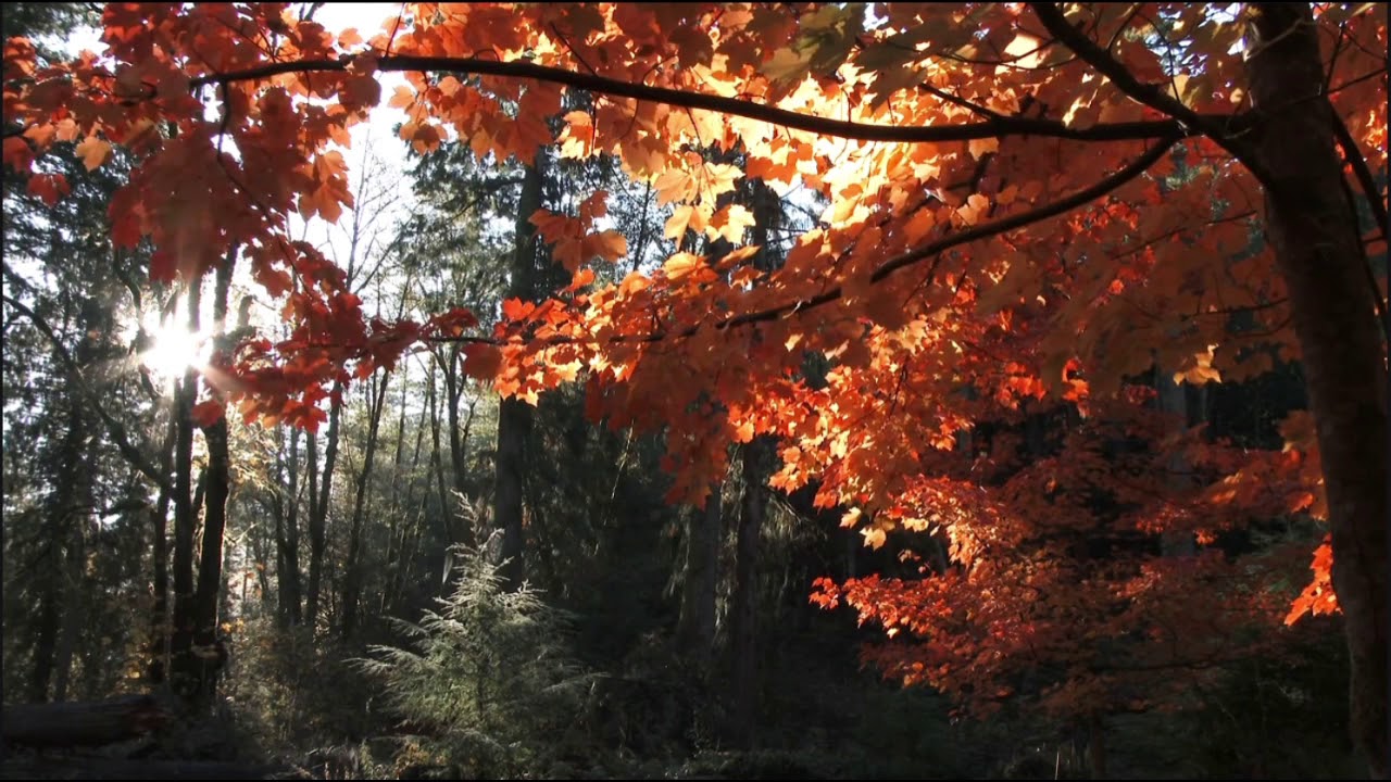 Leaves rustling 10 mins - YouTube