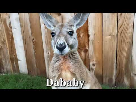 Urban Rescue Ranch Intro - YouTube