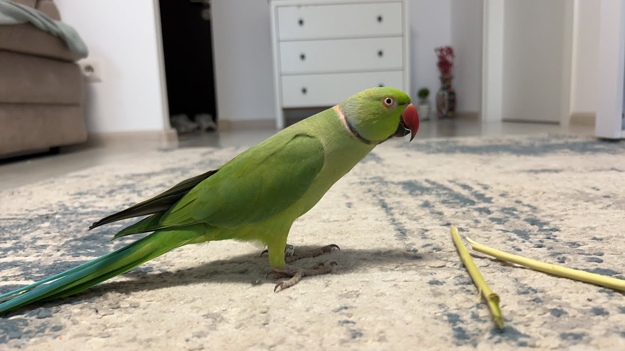 Ari Micul Alexander transmite live! - YouTube