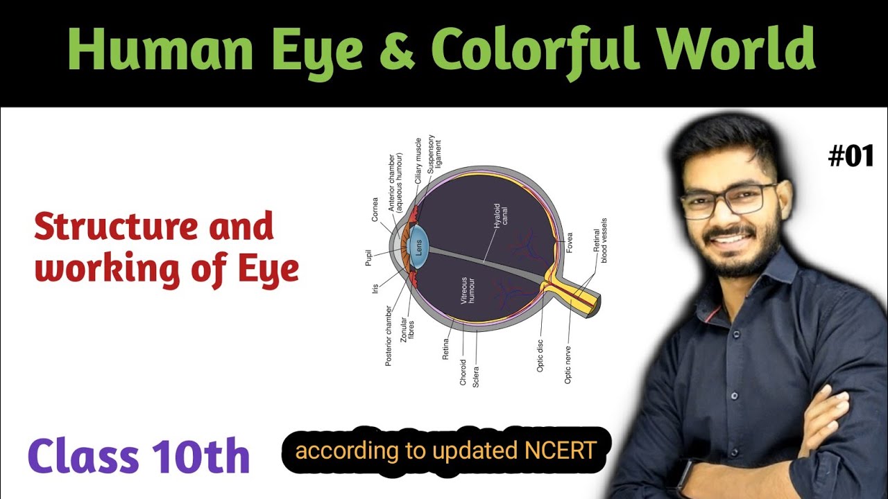 Structure of Human Eye | Parts of Human Eye | Working of Eye | Human ...