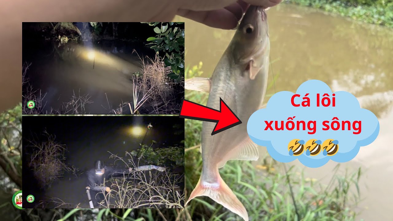 Câu cá tra mùa nước nổi ở miền Tây || Đồng Quê 1997 Vlog - YouTube