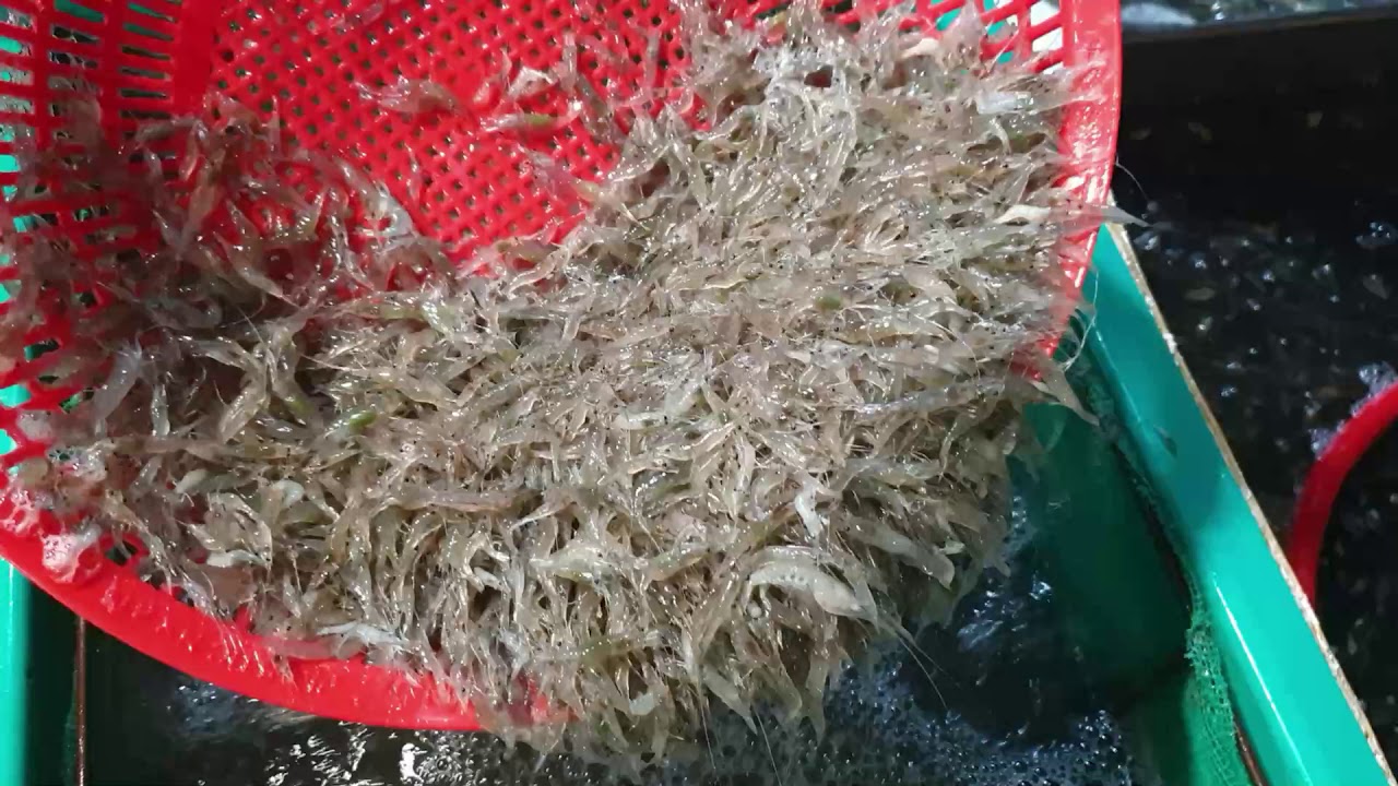 Cung Cấp Tép Rong - YouTube