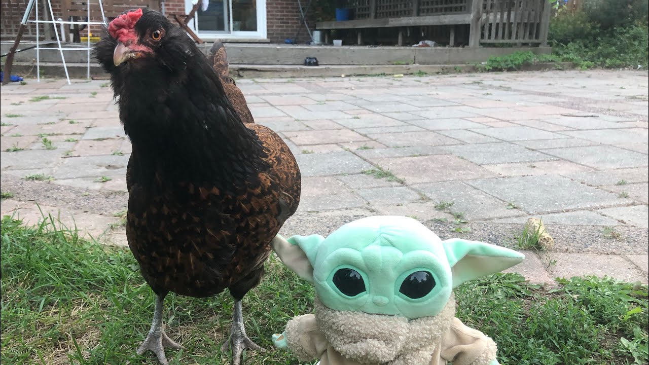 Grogu meets a chicken [stop motion] - YouTube