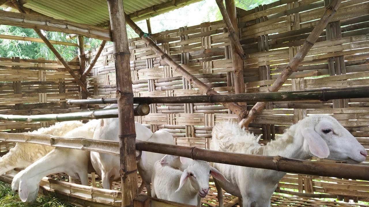 Cara Merawat Kambing Domba Gibas Lokal Supaya Sehat, Kandang Kambing ...