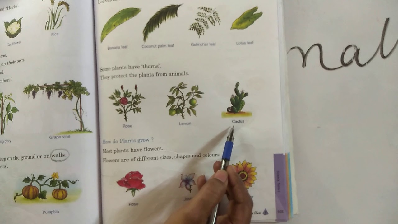 Class 1: science Lesson:1 plants around us( Quick recall and Q/A ...