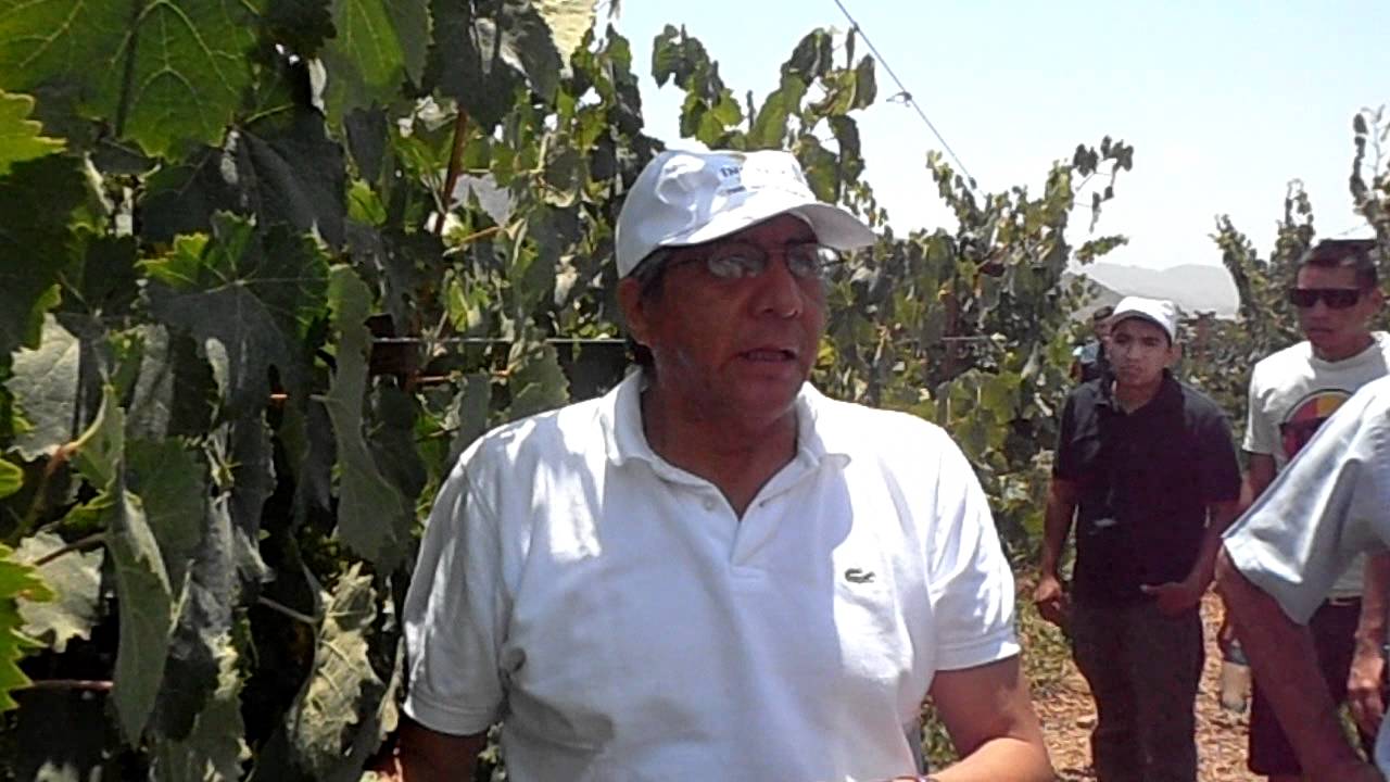 Pisco, La uva Quebranta. Visita de Campo Ica III, #Pisco La uva ...