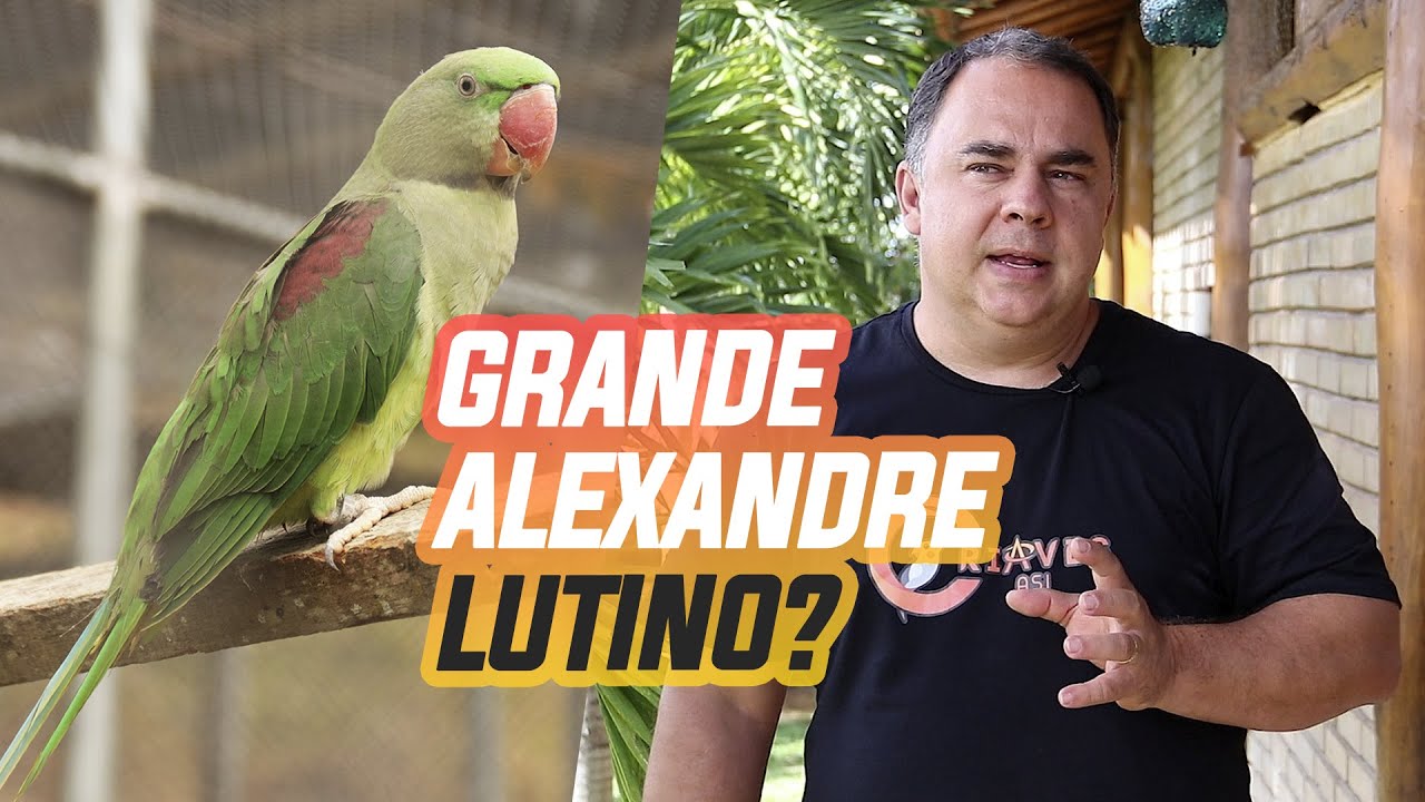 (HIBRIDISMO) EXISTE GRANDE ALEXANDRE LUTINO? - YouTube