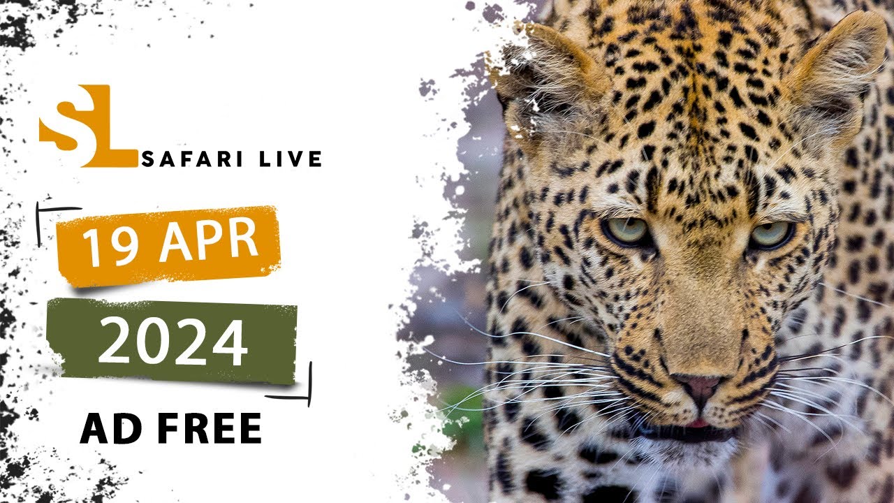 SafariLIVE Sunrise Safari - 19 April 2024 - AD FREE - YouTube