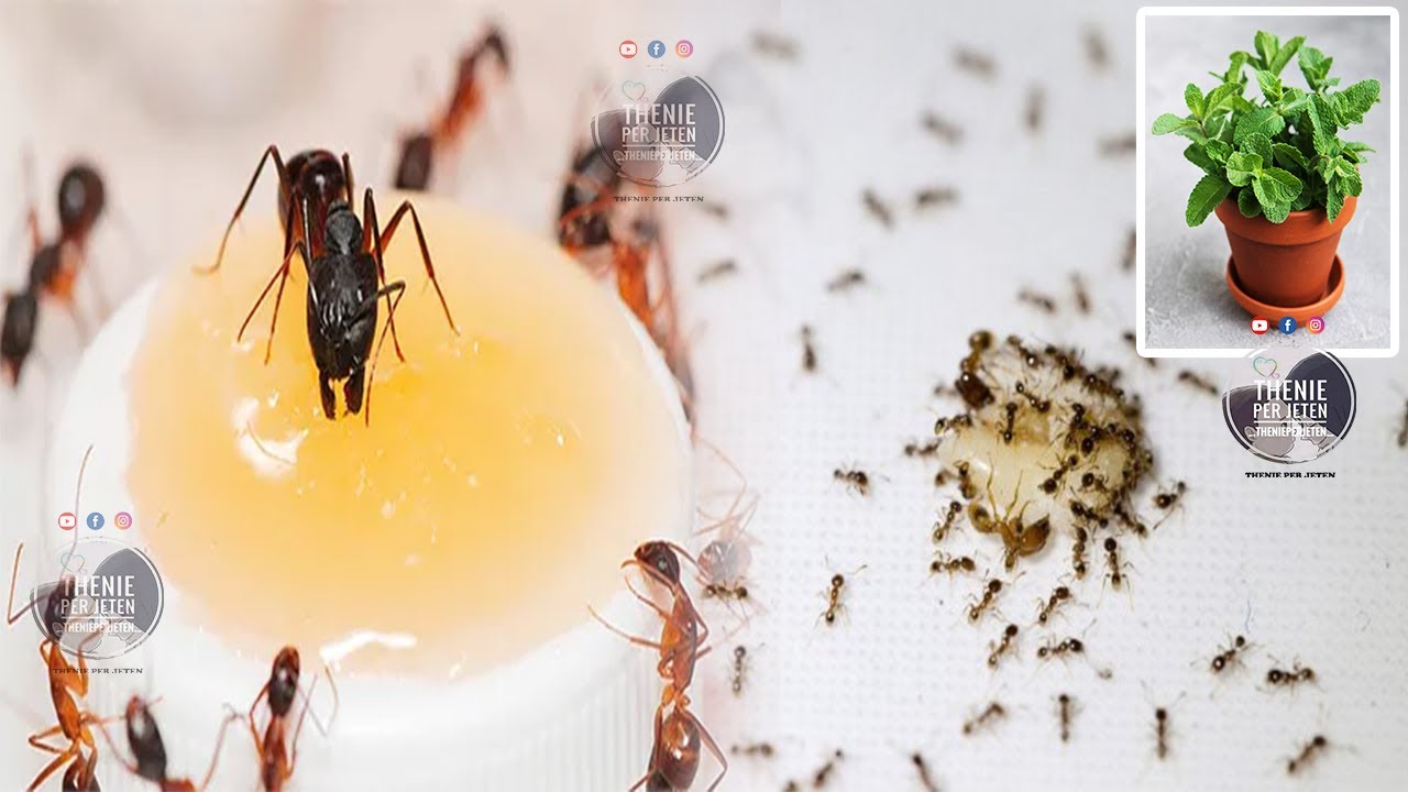 Ja si të largoni milingonat nga shtëpia me këtë përbërës natyral ...