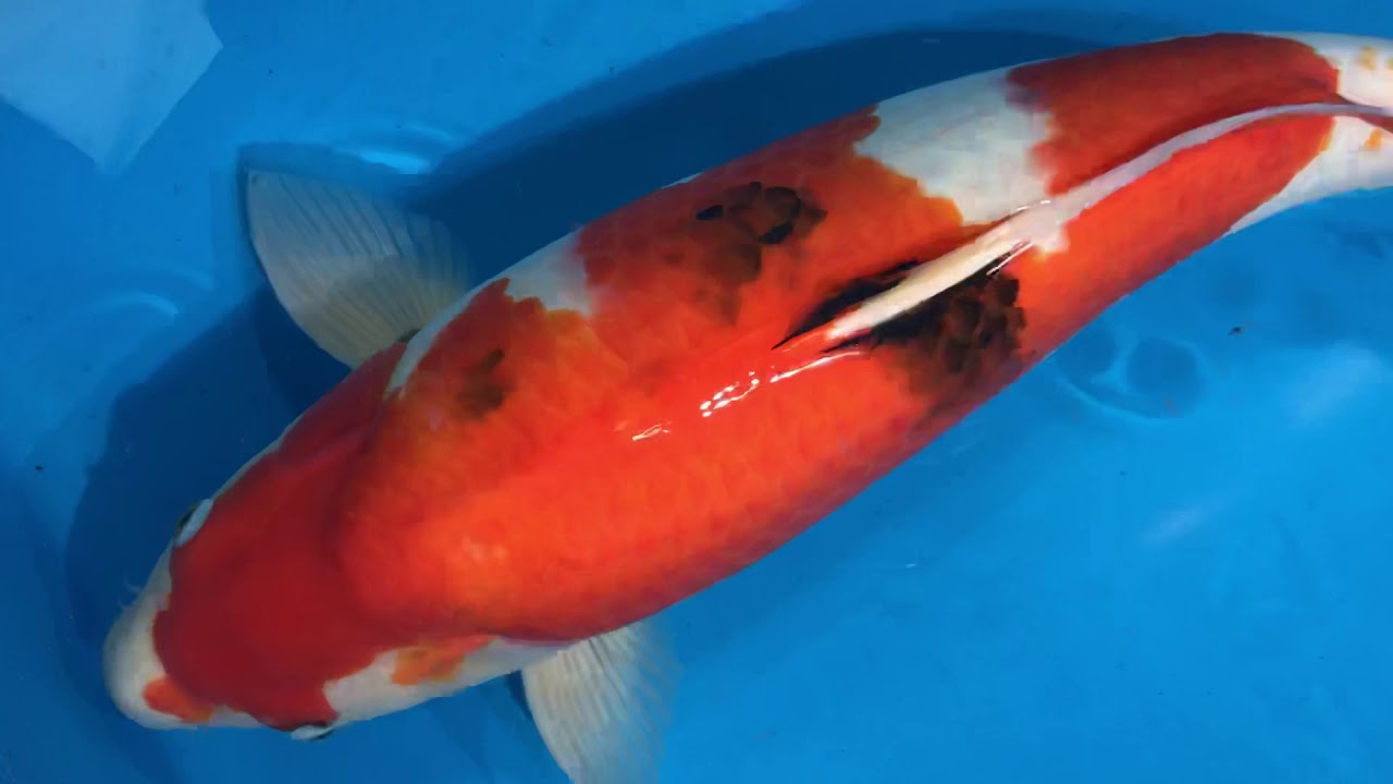 Showa - Züchter Marusei - Japan Koi bei KoiRausch - YouTube