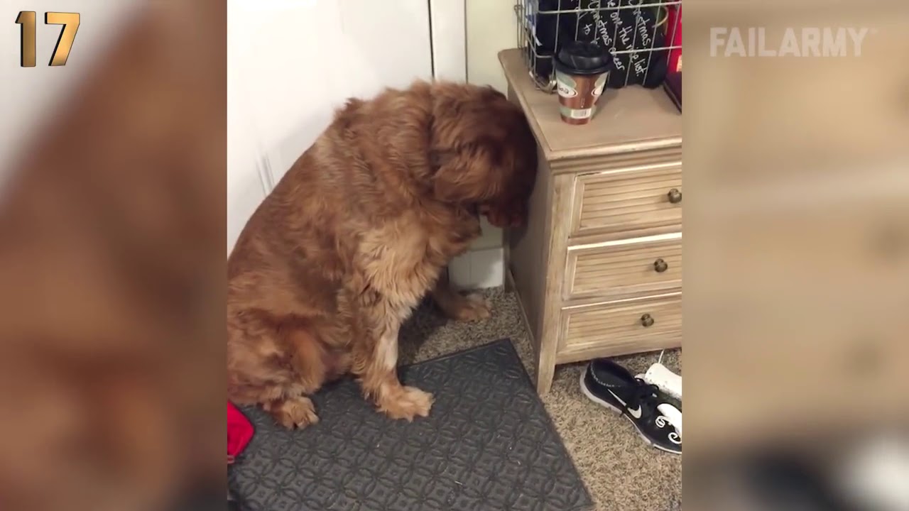 The Top 29 Dog Fails: FailArmy Hall of Fame December 2017 - YouTube