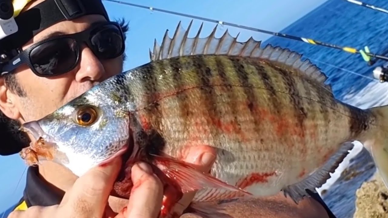 pesca al sarago pizzuto dalla scogliera o a rock fishing con l innesco ...