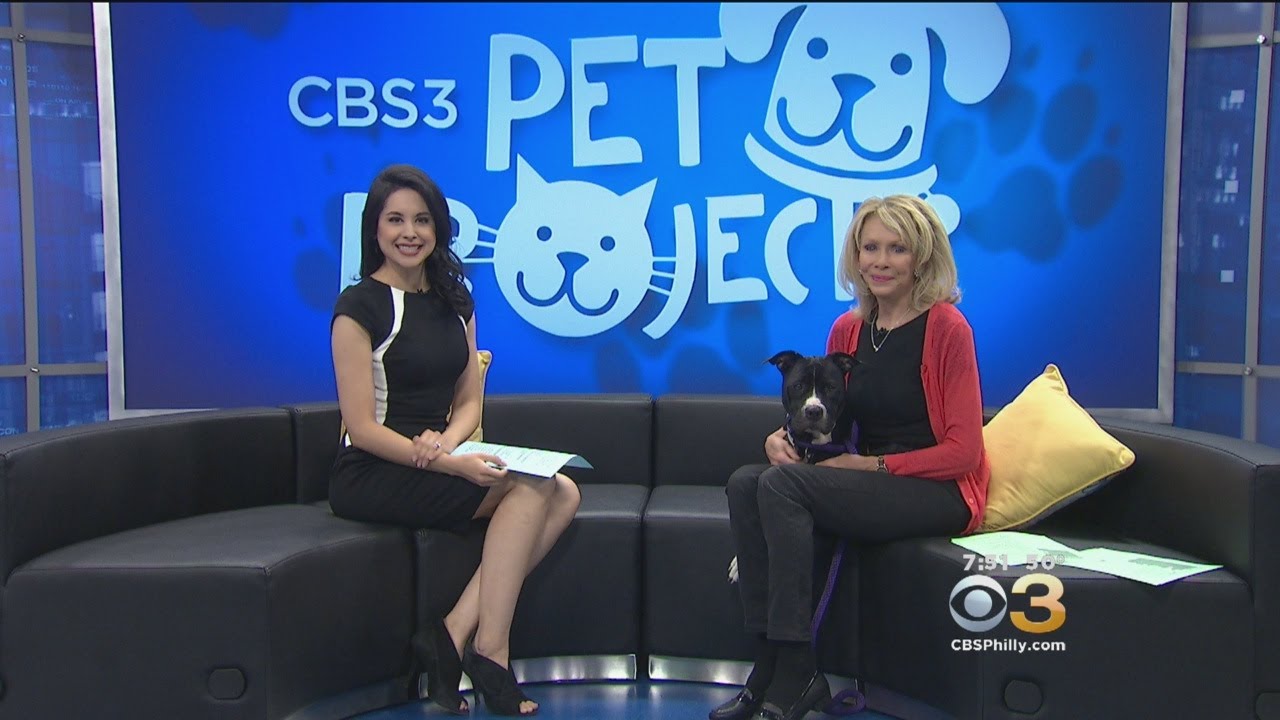 CBS 3 Pet Project: Travelling With Your Pet - YouTube