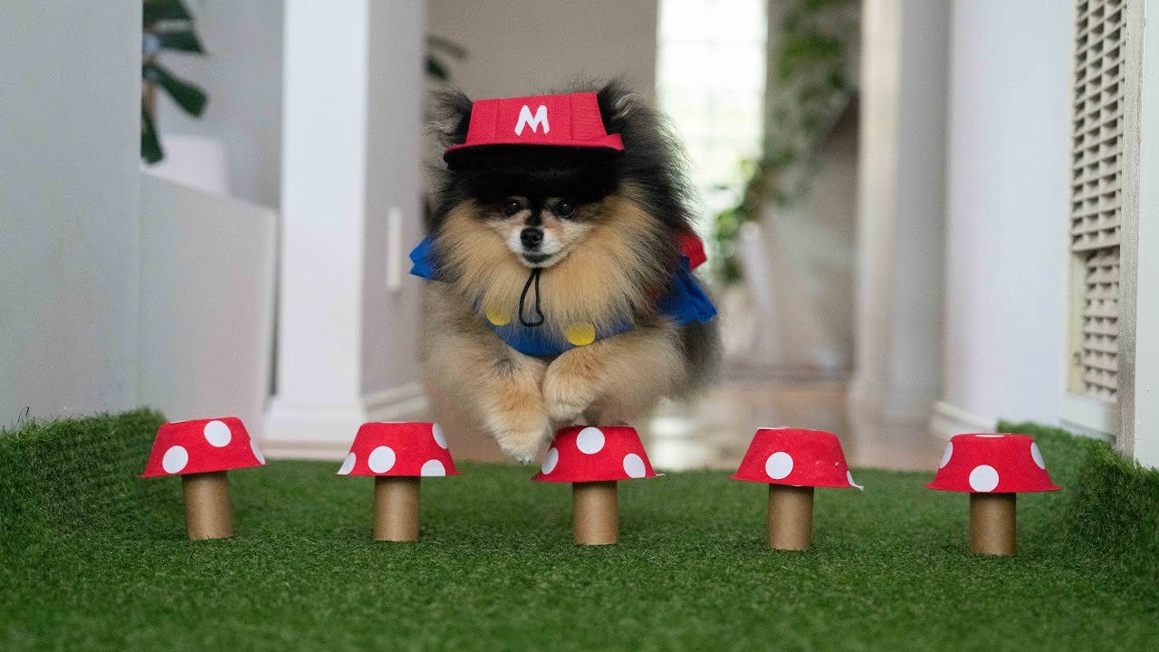 Dog Dressed As Mario Jumps Over Mushroom Obstacles - YouTube