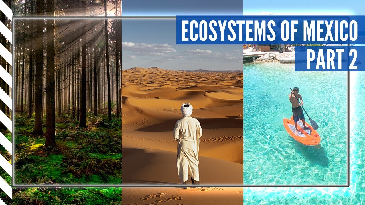 Mexico between rivers, tides and waves | Ecosystems of Mexico - YouTube