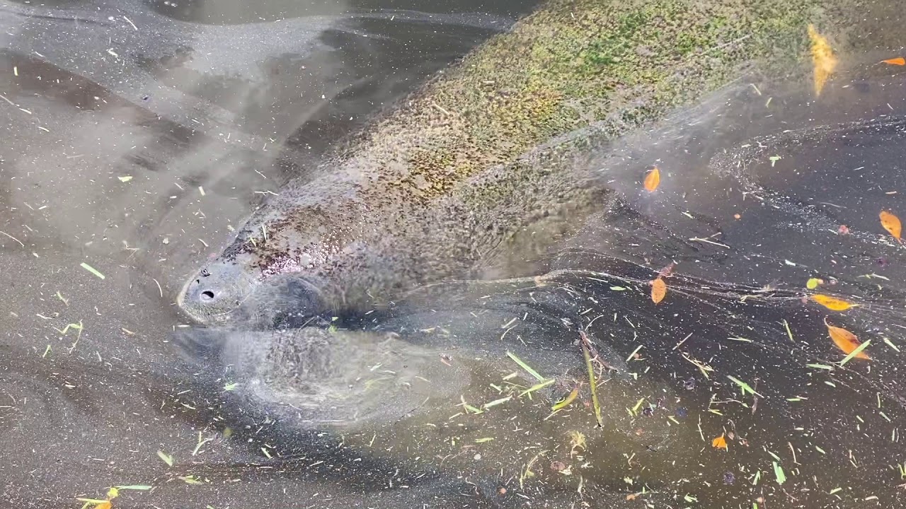 Manatee Morning - YouTube