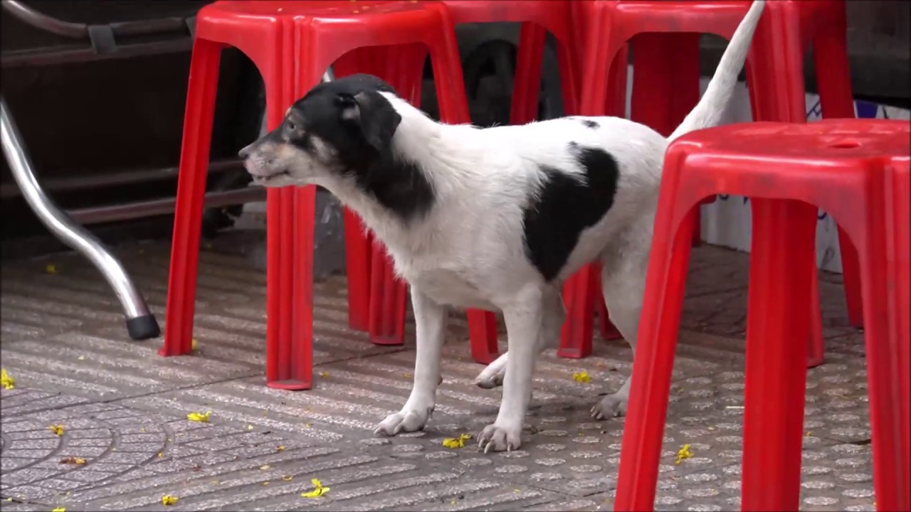 Dogs Life in Vietnam #3 - YouTube