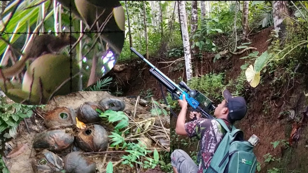 pertama berburu bajing di pulau jawa// sniper sobo alas - YouTube